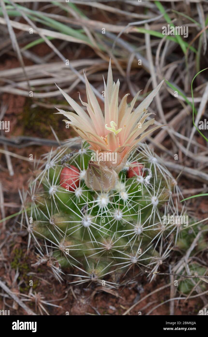 Foxtail cactus hi-res stock photography and images - Alamy