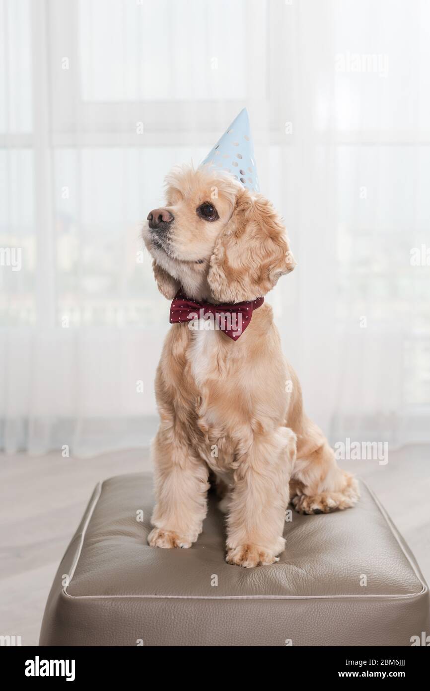 Party fashion pet cocker spaniel wearing cap and red bow tie with dotes ...