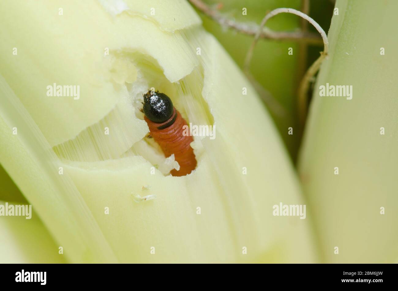 Yucca Giant-Skipper, Megathymus yuccae, first instar larva feeding and ...
