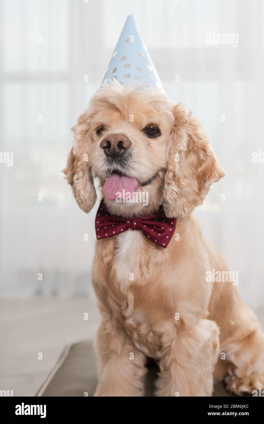 Party fashion pet cocker spaniel wearing cap and red bow tie with dotes ...