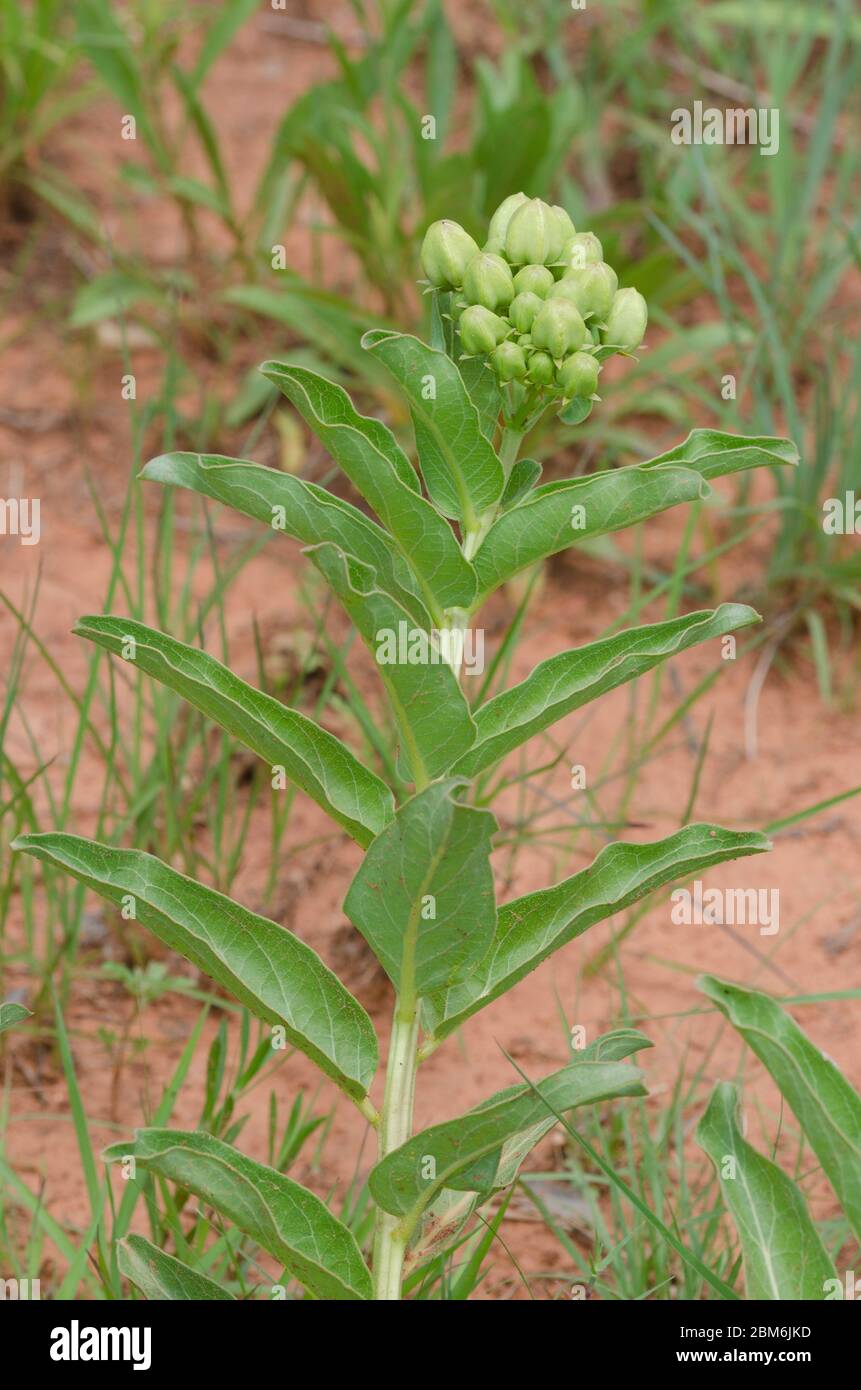 Green Milkweed, Asclepias viridis Stock Photo - Alamy