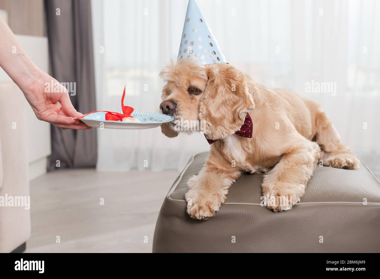 Cute cocker spaniel pet smell chewing bone with red ribbon at plate ...