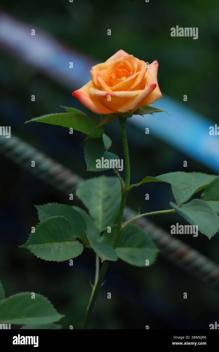 big beautiful rose grows the garden among Stock Photo - Alamy