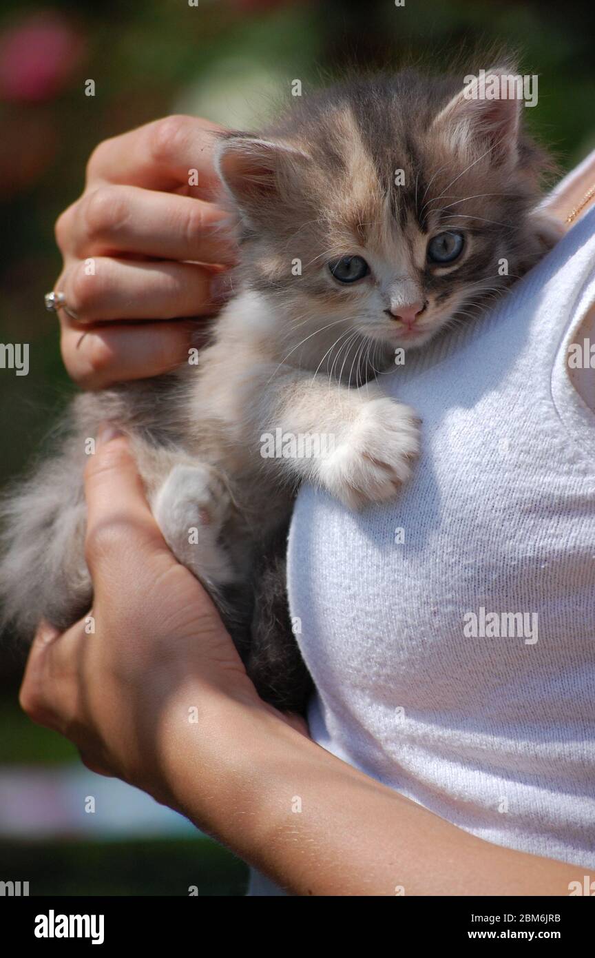 little beautiful fluffy kitten sleeps in arms Stock Photo - Alamy