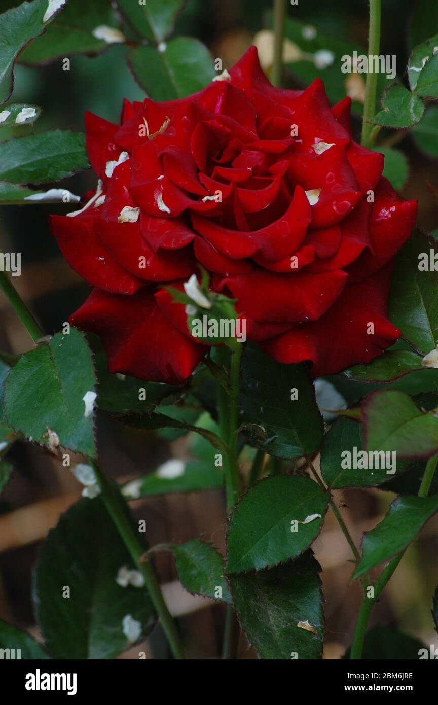 big beautiful rose grows the garden among Stock Photo - Alamy