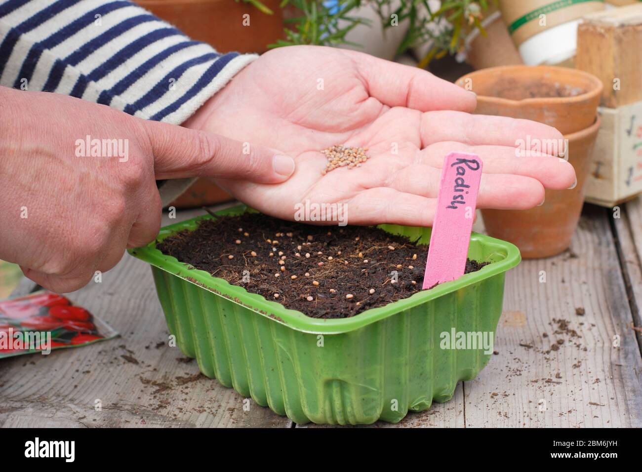 Raphanus sativus pot hi-res stock photography and images - Alamy