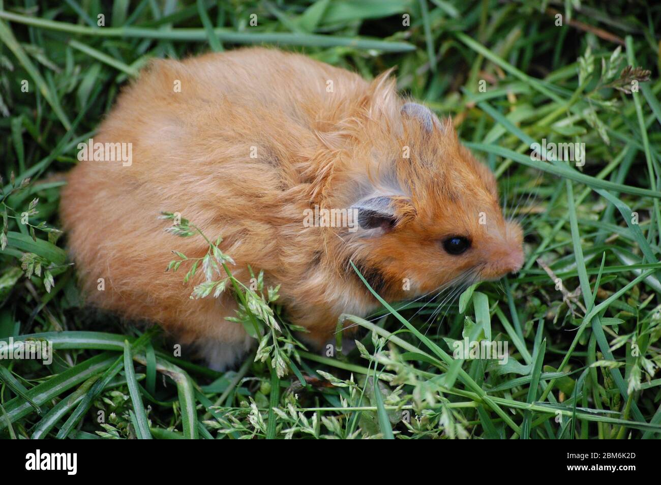 Hamster green hi-res stock photography and images - Alamy