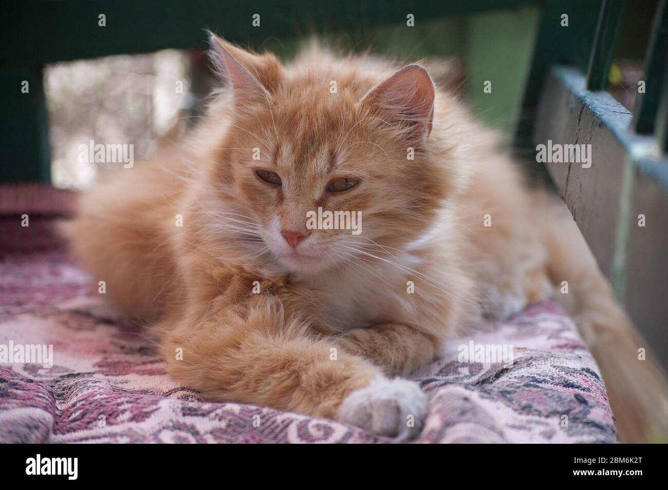 Cat sits on bench hi-res stock photography and images - Alamy