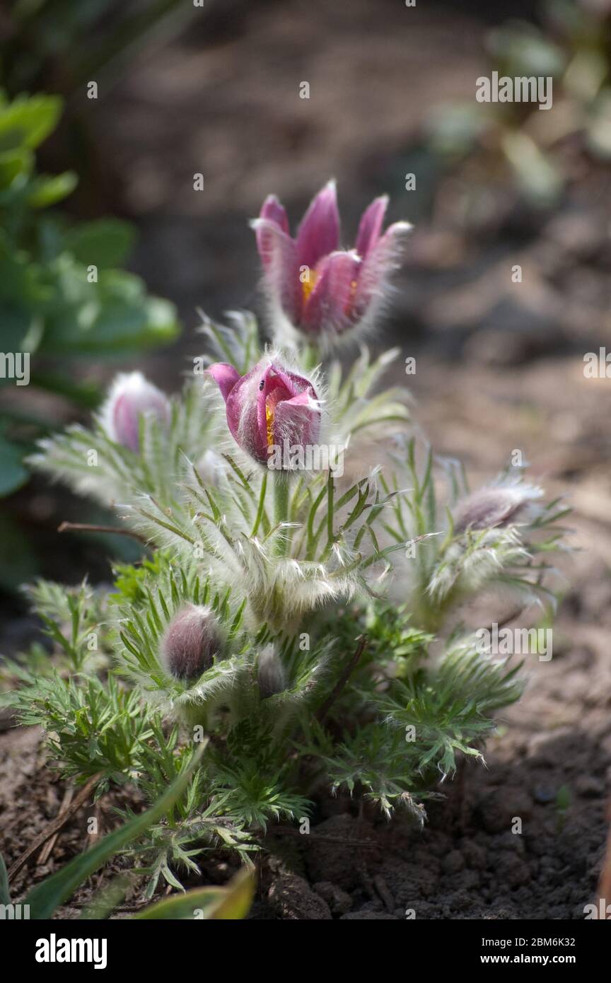 lumbago flower grows in garden from the ground Stock Photo - Alamy