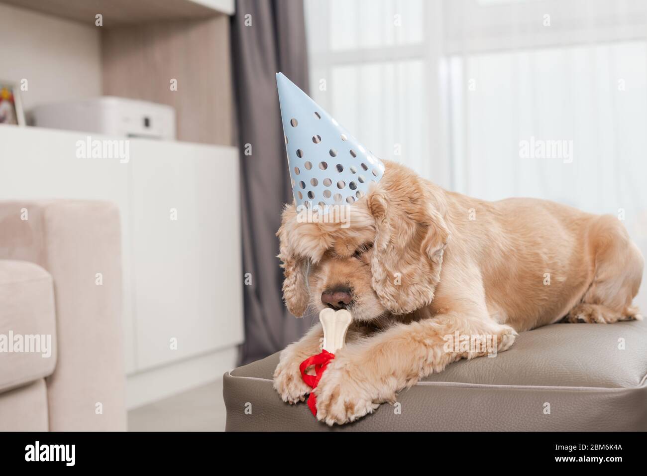 Cute cocker spaniel lie on pouf ottaman at home interior, wearing party ...