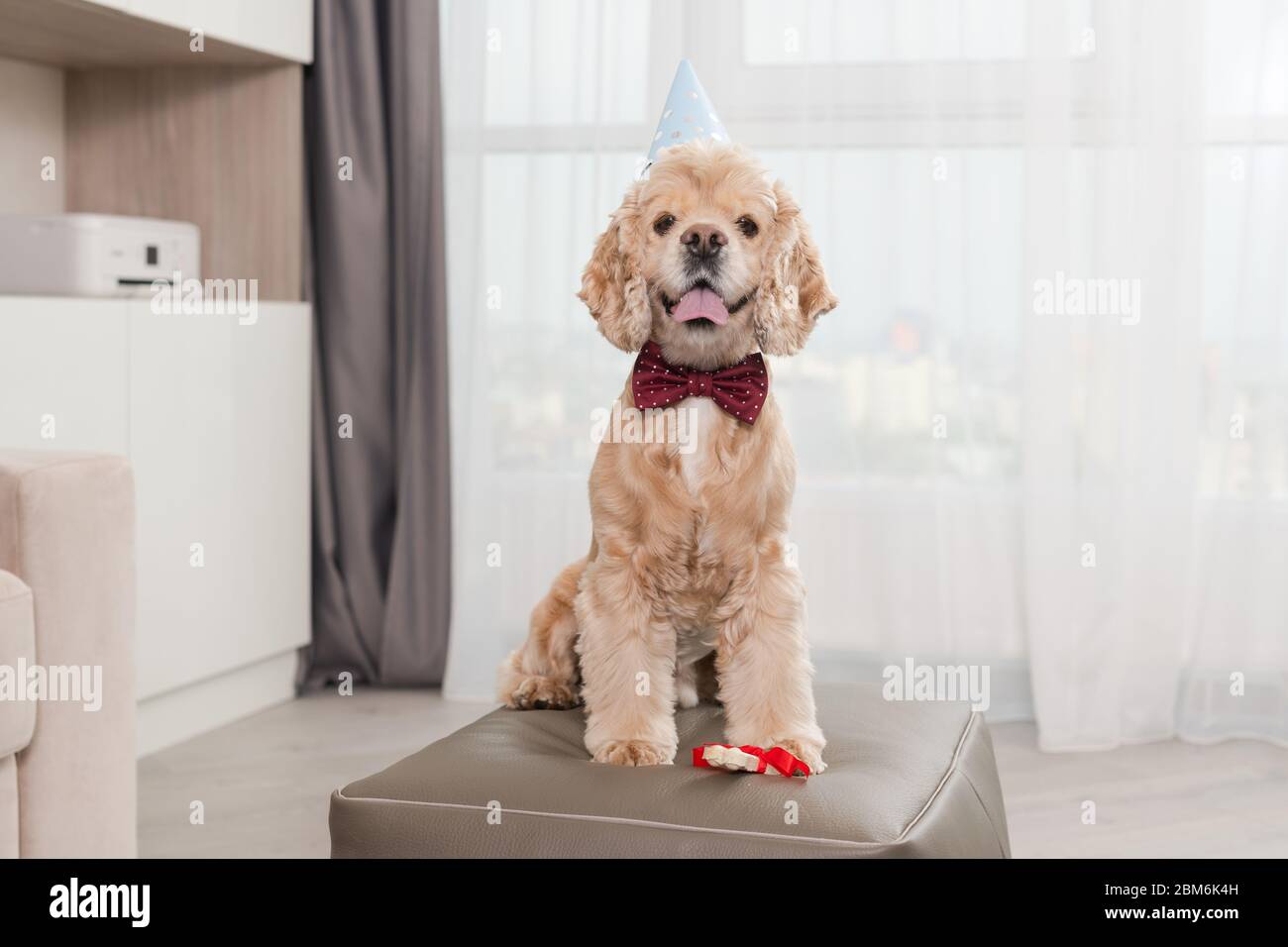 Happy portrait of cocker spaniel with party cone hat and red tie bow ...