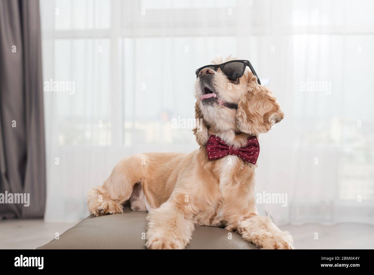 Cute cocker spaniel wearing glasses, party cone cap and red tie bow ...