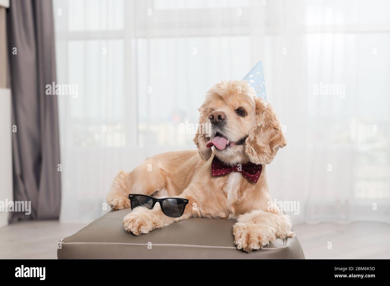 Cute cocker spaniel in party hat indoors Stock Photo - Alamy