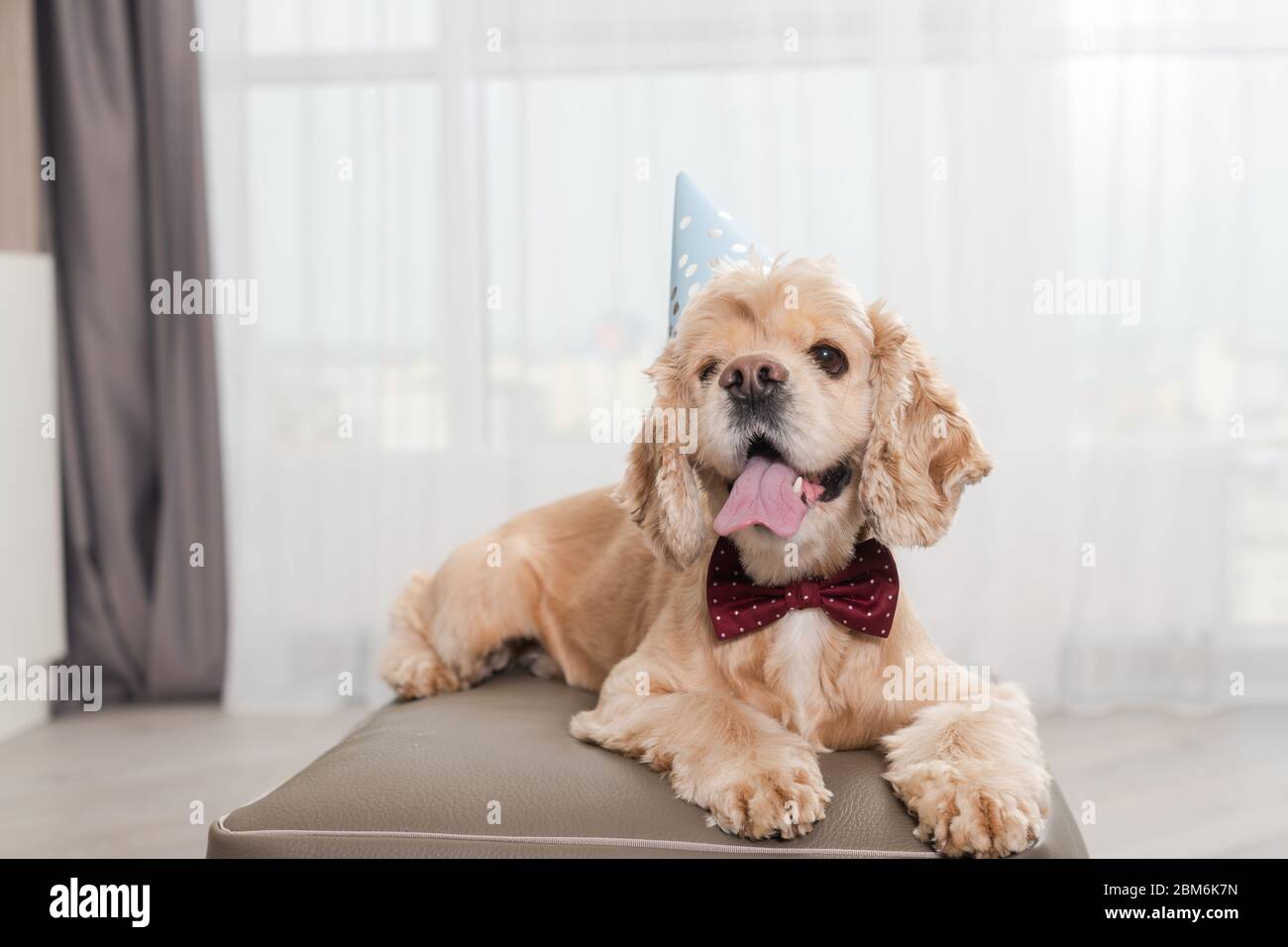 Adorable cocker spaniel in birthday look with party cone cap and red ...