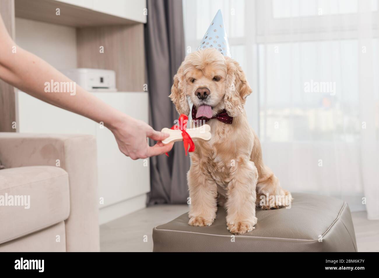 Dog bone ribbon hi-res stock photography and images - Alamy