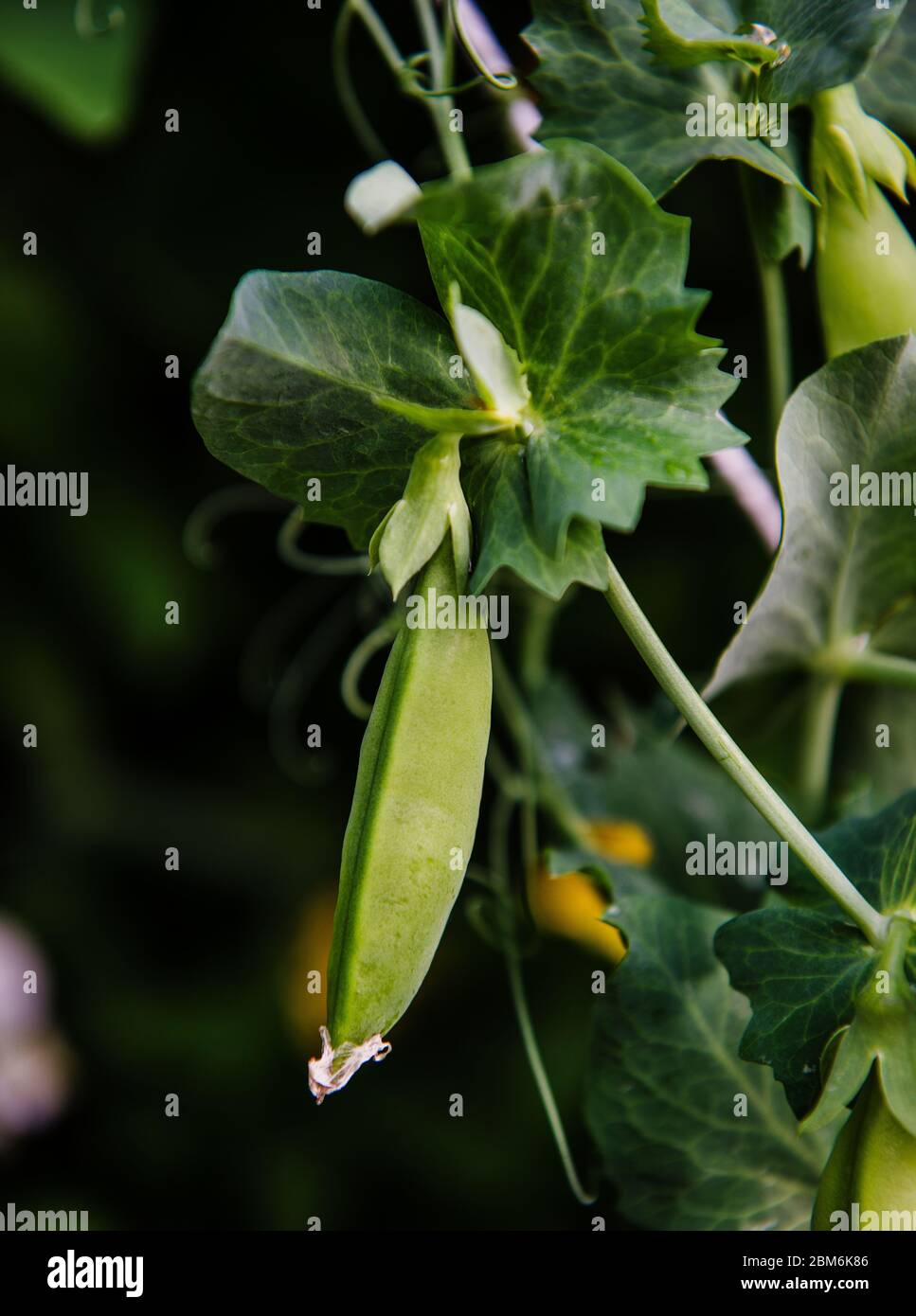 Pea pod plant hi-res stock photography and images - Alamy