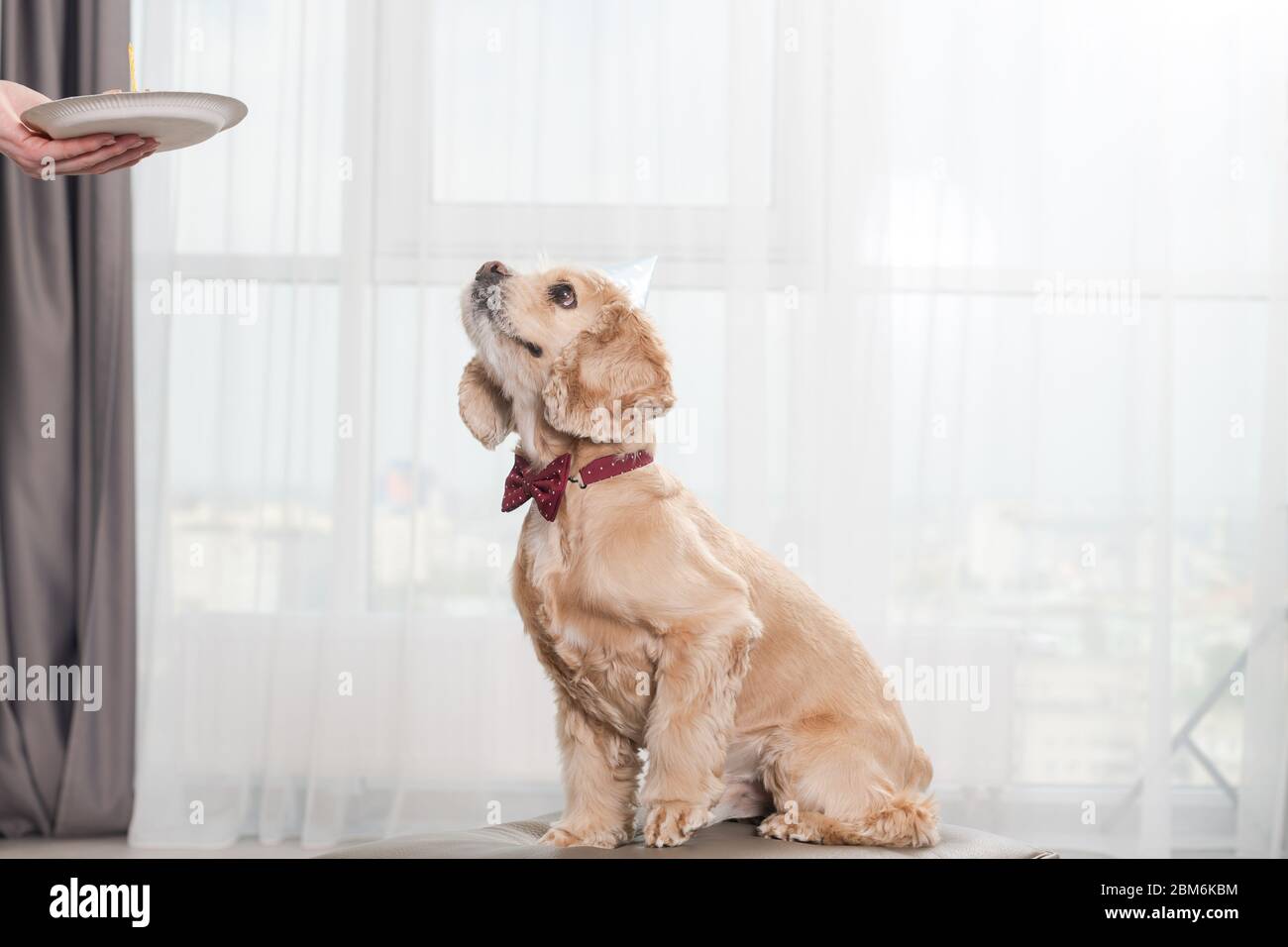 Cocker spaniel wearing red tie bow within temptation look at paper ...