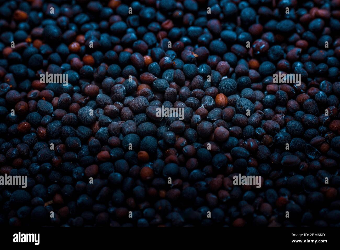 A macro shot of Indian mustard with visible texture Stock Photo - Alamy