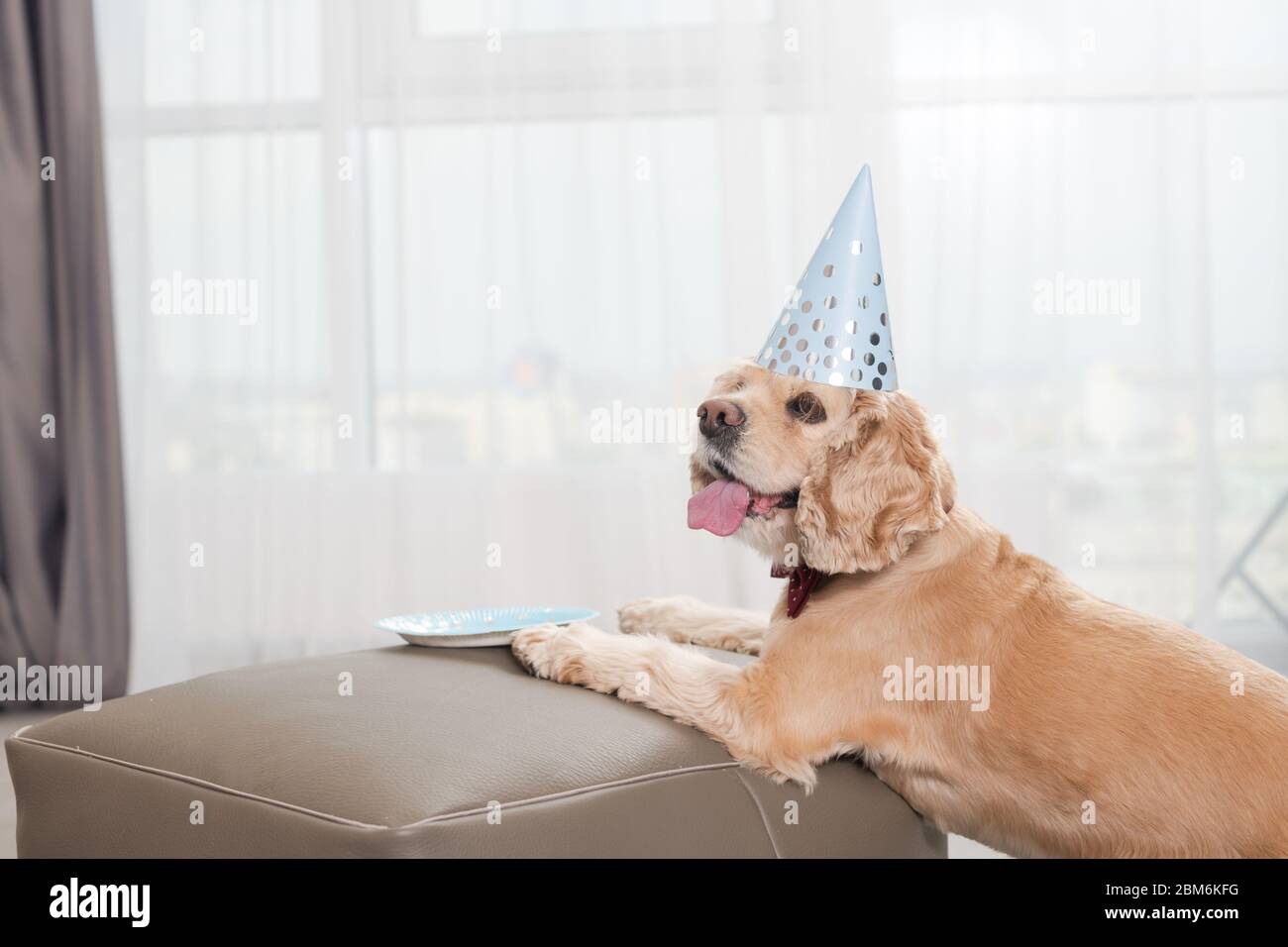 Portrait of cheerful cocker spaniel pet with sticking out tongue, wear ...
