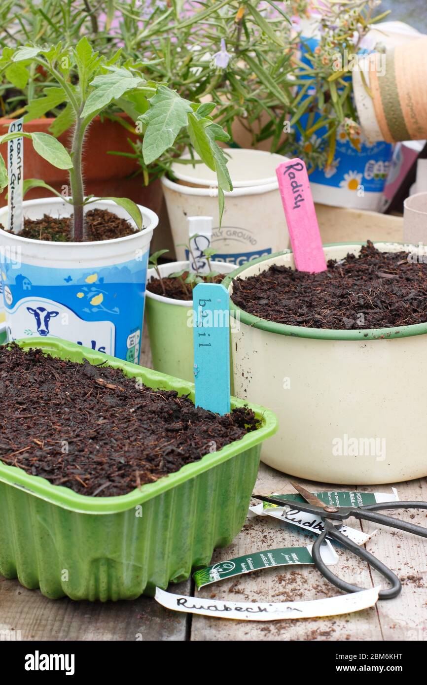 Using upcycled household items for sowing seed, growing plants and ...