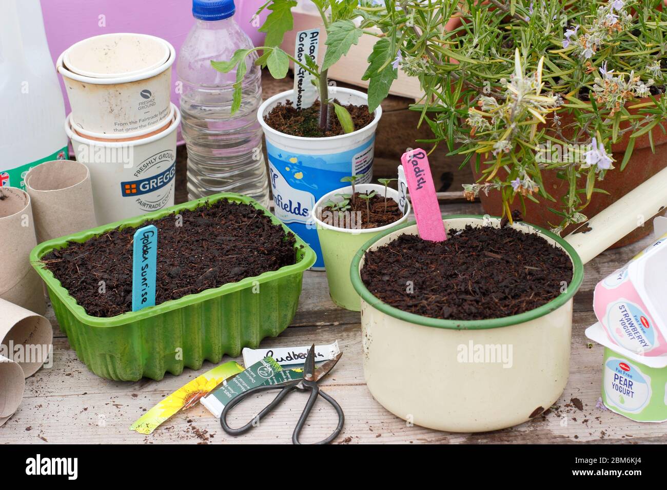 Using upcycled household items for sowing seed, growing plants and ...