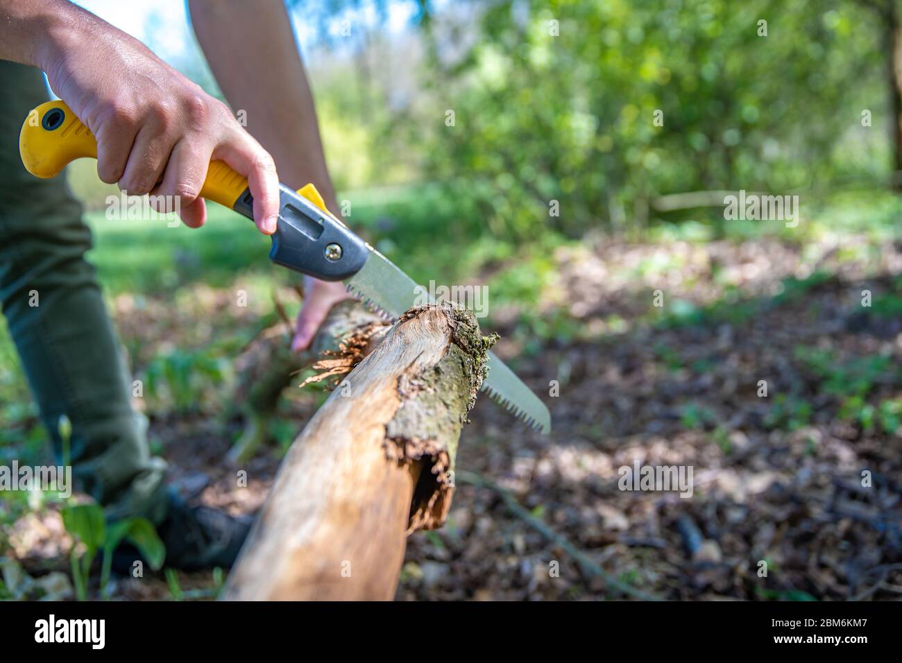 A man cuts a dry branch with a hand saw in the woods Stock Photo - Alamy