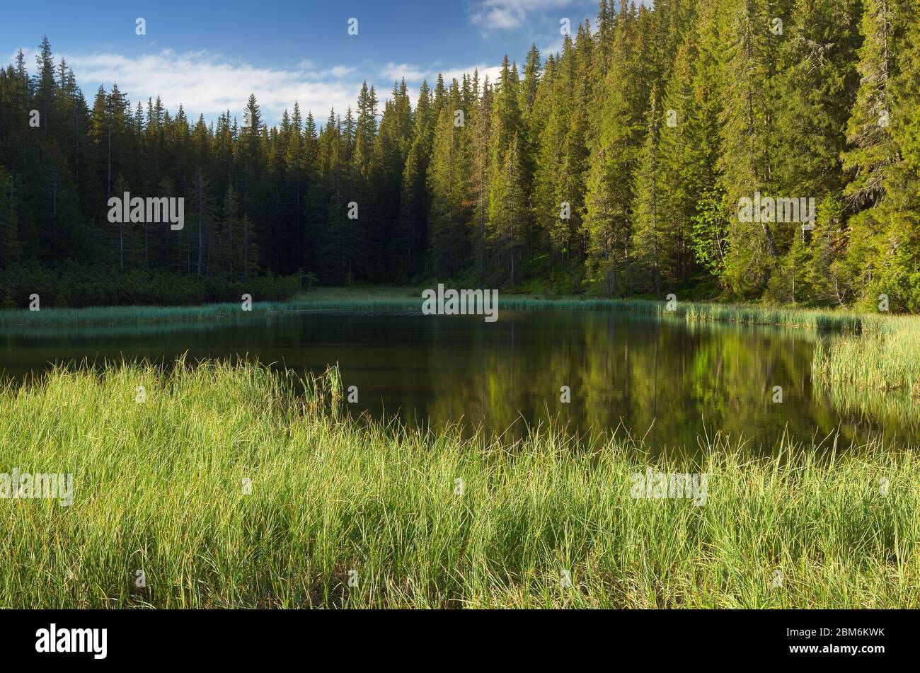 Spruce forest with a pond hi-res stock photography and images - Alamy