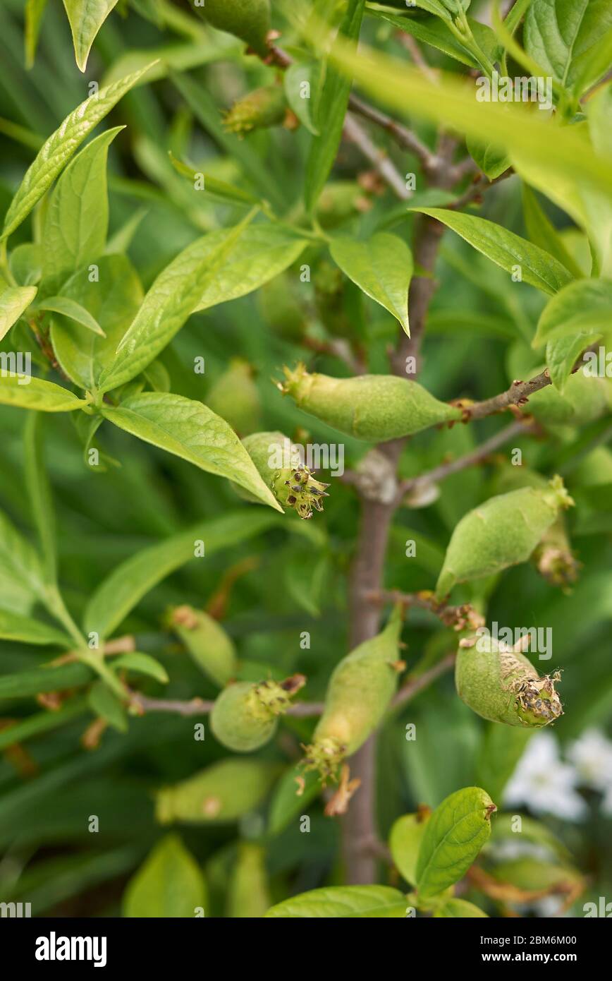 Chimonanthus praecox fresh fruit Stock Photo - Alamy