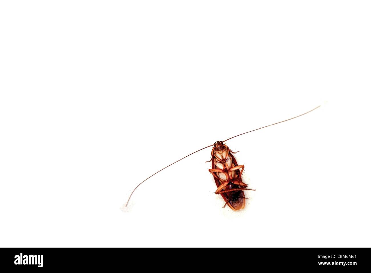 Close up dead cockroach with long antenna on white. Dirty, living ...