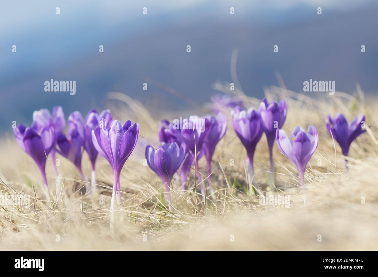Spring bloom in mountains close hi-res stock photography and images - Alamy
