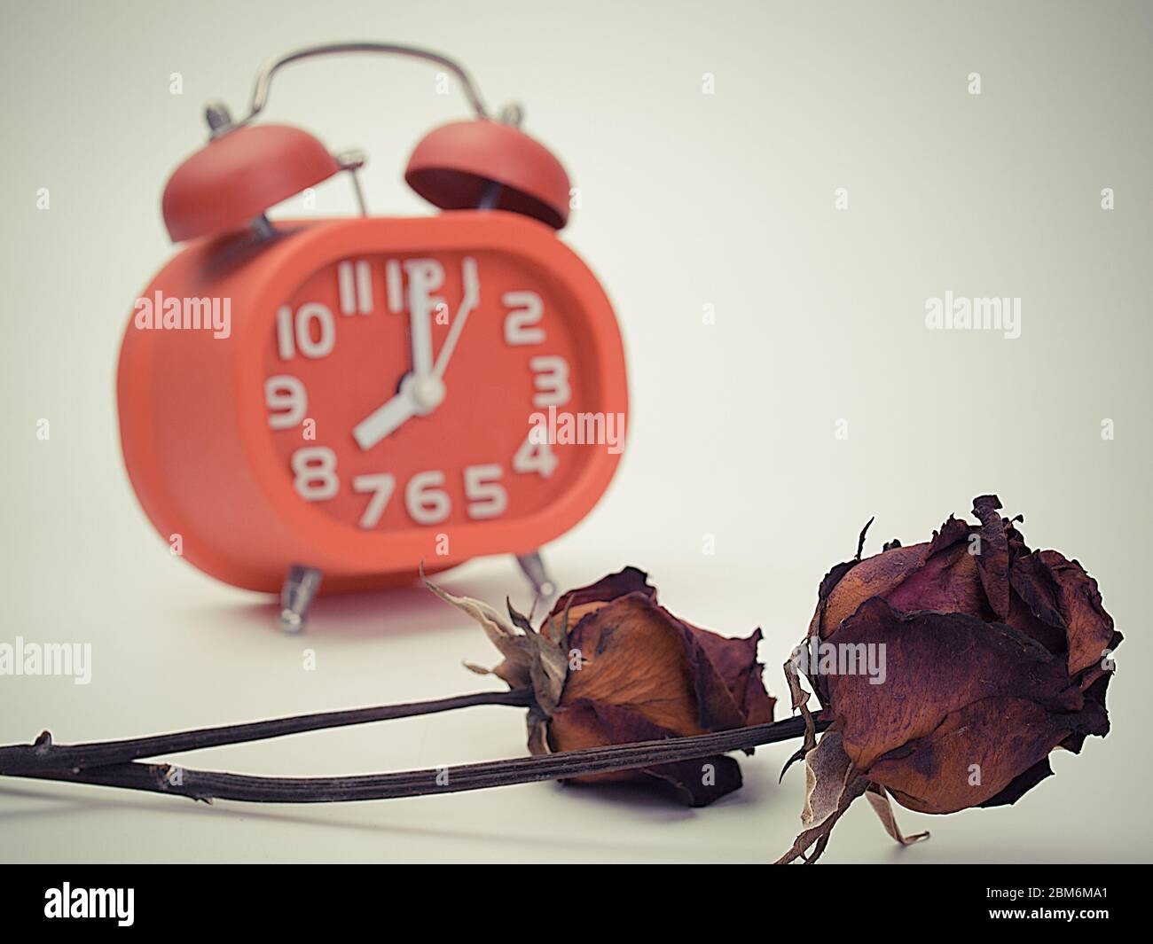 withered red rose. death flower and watch time. (Vintage Stock Photo ...