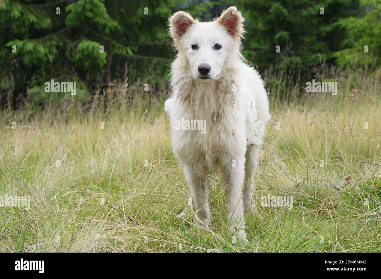 White dog that guards the flock of sheep in the mountains Stock Photo ...