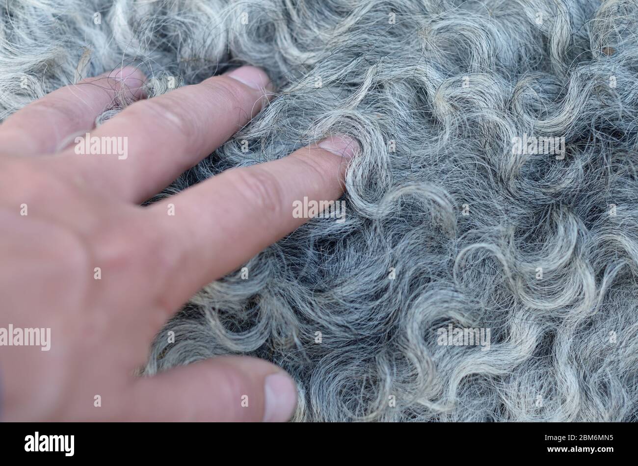Man's hand touching wool sheep Stock Photo - Alamy