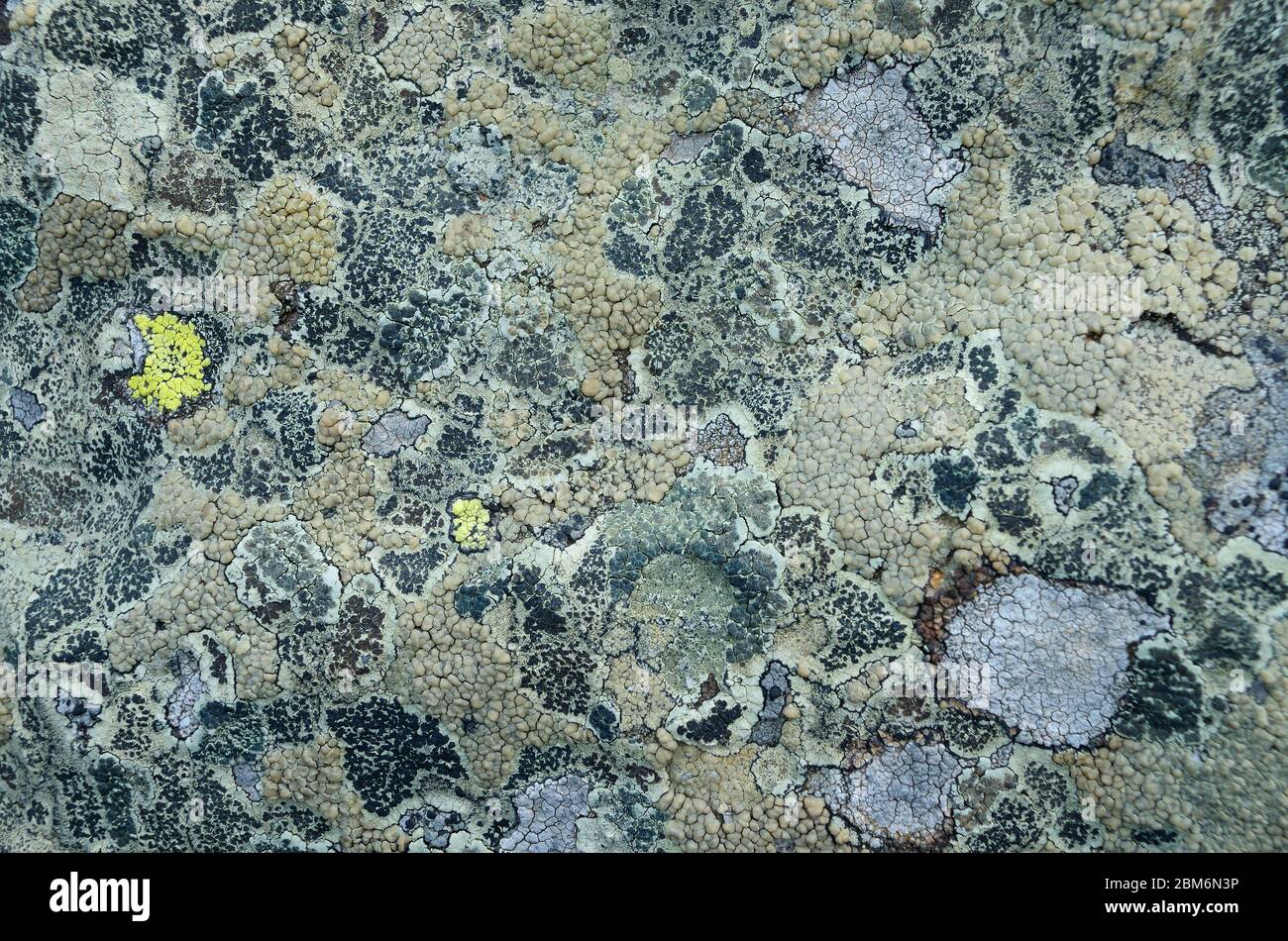 Stone covered with lichen. Natural texture Stock Photo - Alamy