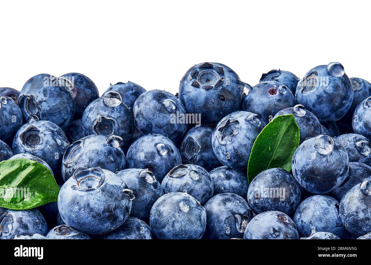 Close up of blueberries. Blueberry leaves with berries and drops. Top ...