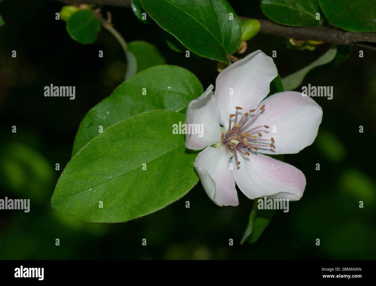 Quince flower hi-res stock photography and images - Alamy