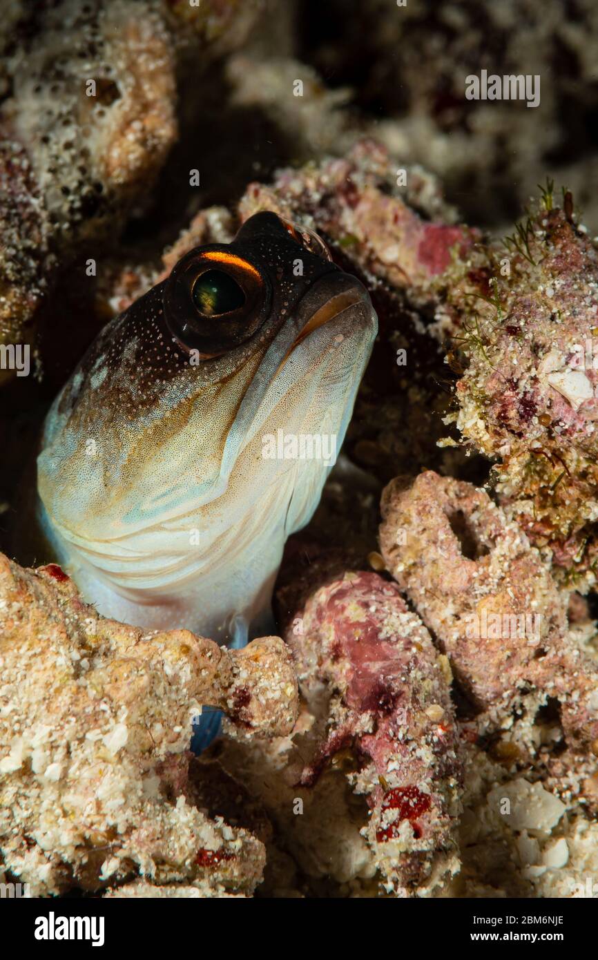 Jawfish indonesia hi-res stock photography and images - Alamy