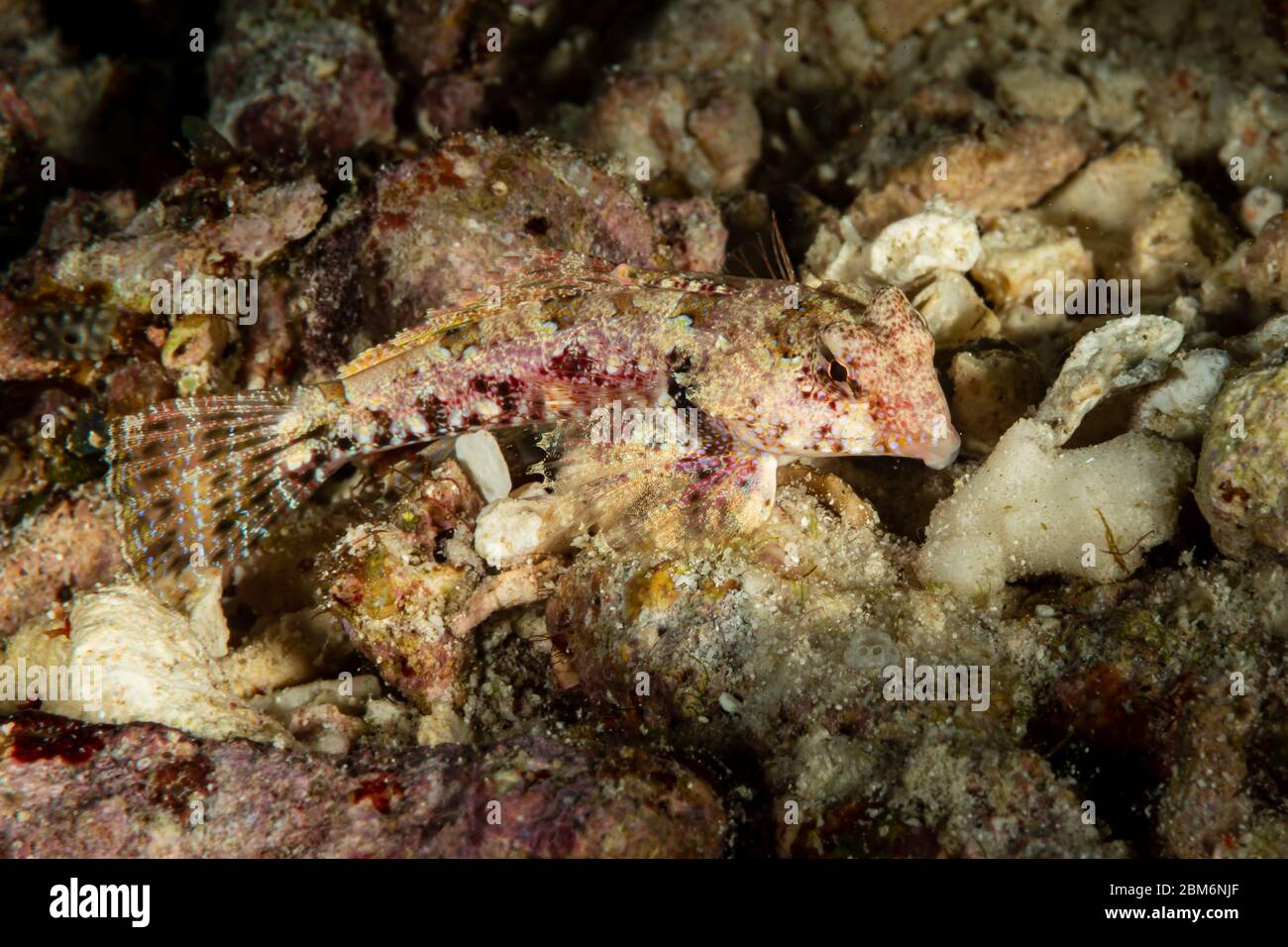 Dragonet fish hi-res stock photography and images - Alamy