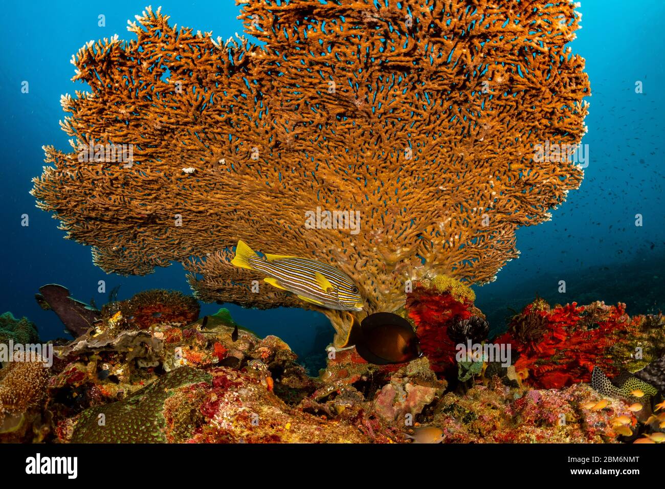 Mimic surgeonfish hi-res stock photography and images - Alamy