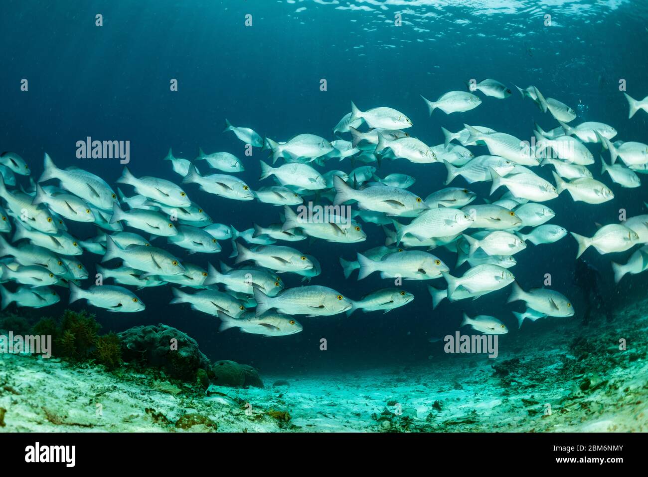 School Of Red Snapper High Resolution Stock Photography and Images - Alamy