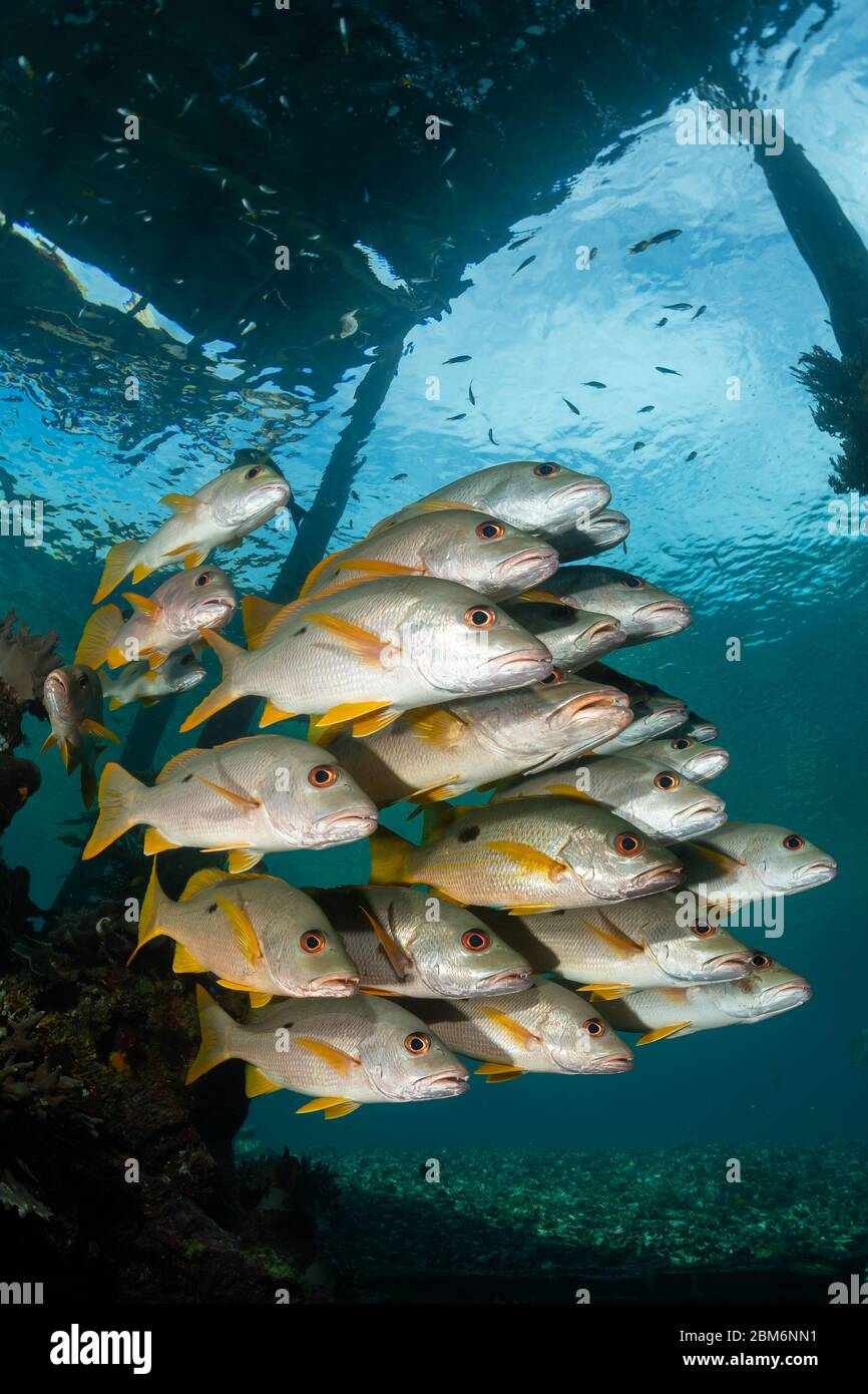 Onespot snapper lutjanus monostigma hi-res stock photography and images ...