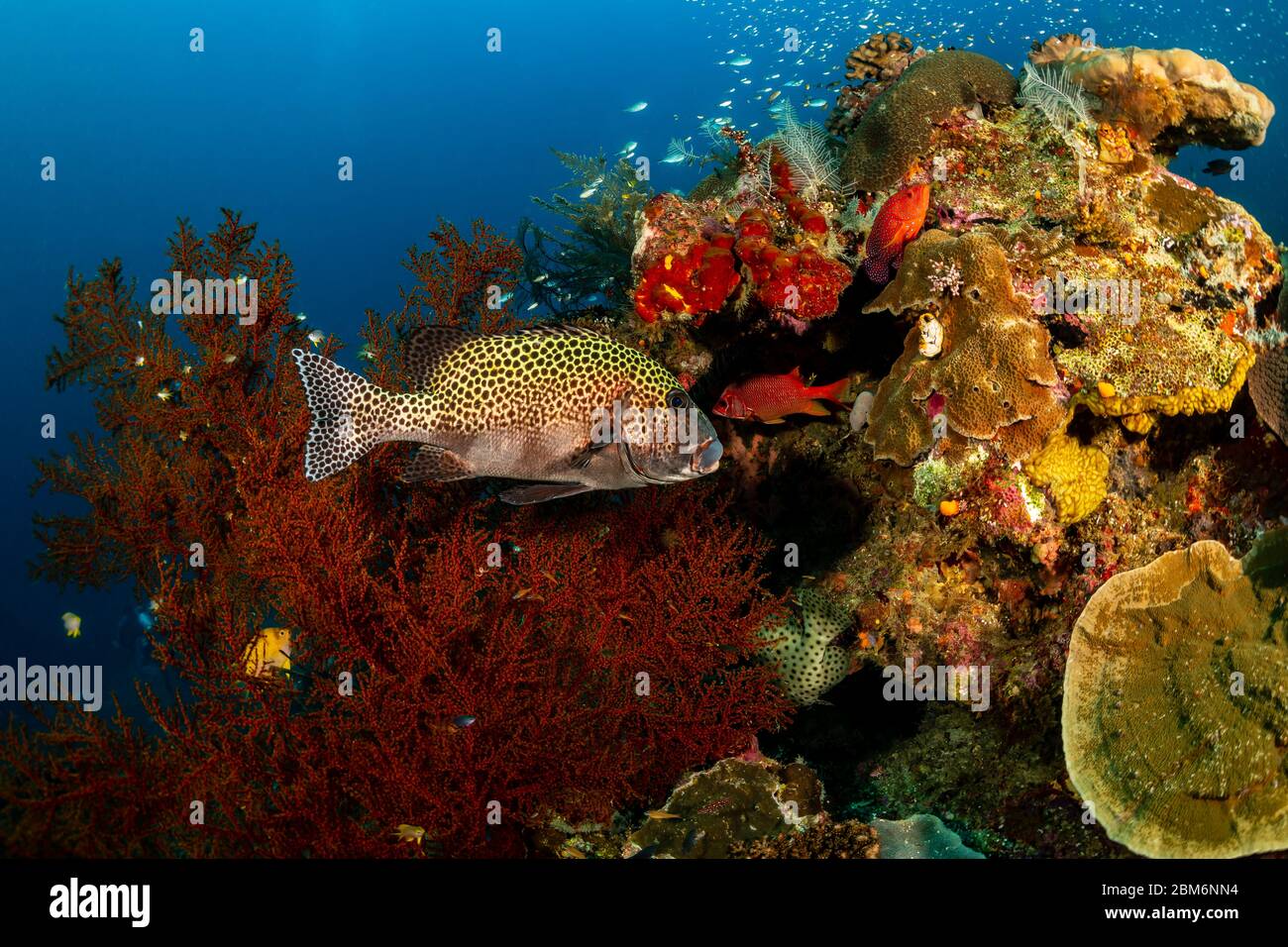 Many spotted sweetlips fish hi-res stock photography and images - Alamy
