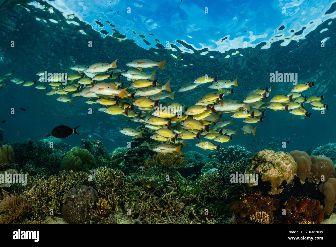 Blacktail snapper lutjanus fulvus hi-res stock photography and images ...