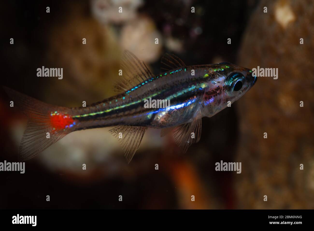 redspot cardinalfish fish Stock Photo - Alamy