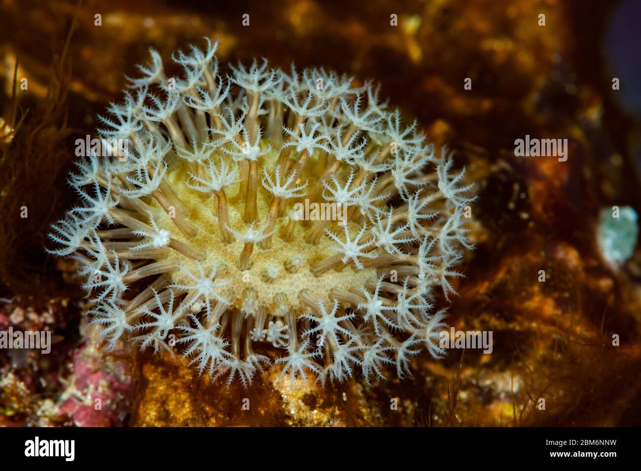 Colony of polyps hi-res stock photography and images - Alamy