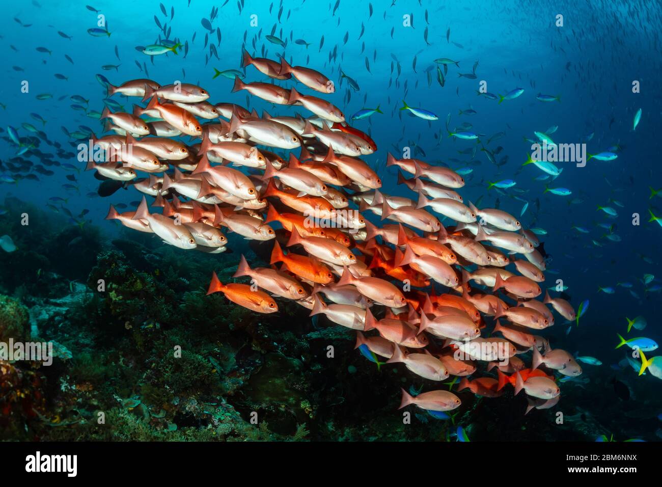 Pinjalo pinjalo tropical diving underwater photography hi-res stock ...