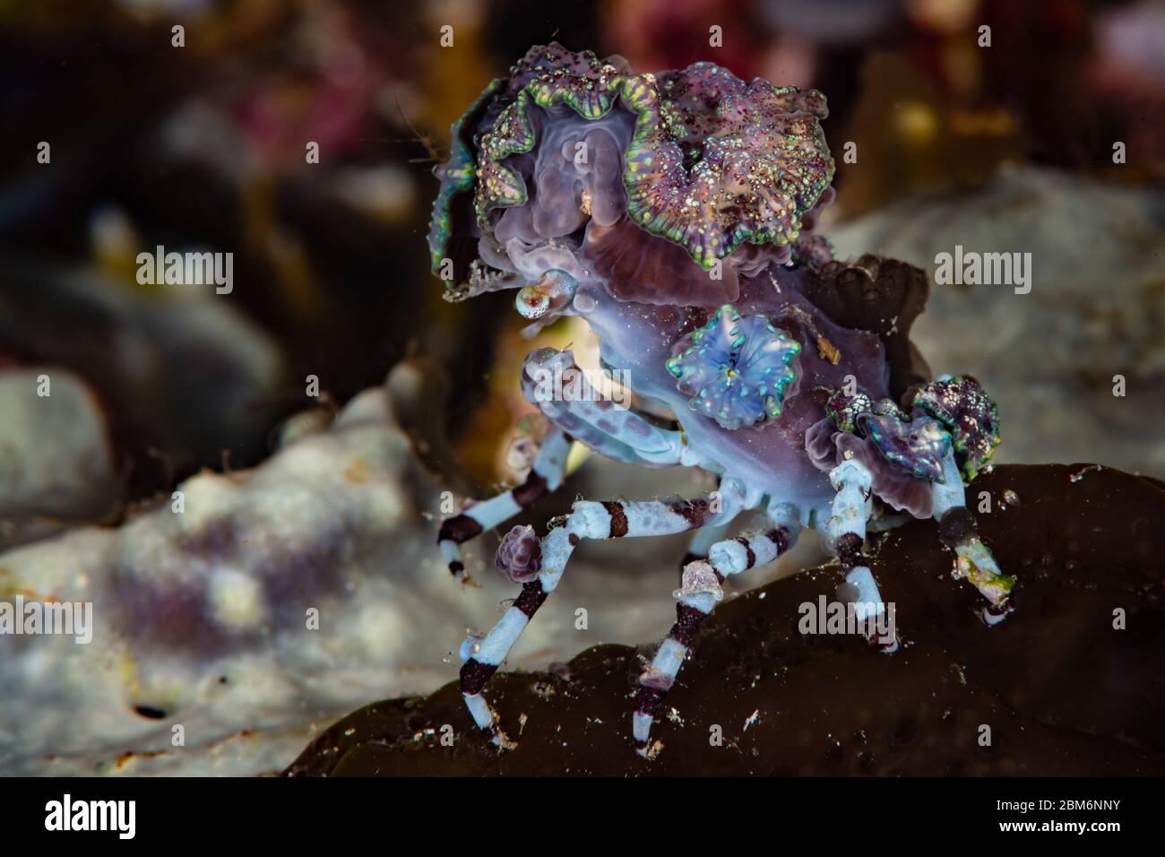 Corallimorph hi-res stock photography and images - Alamy