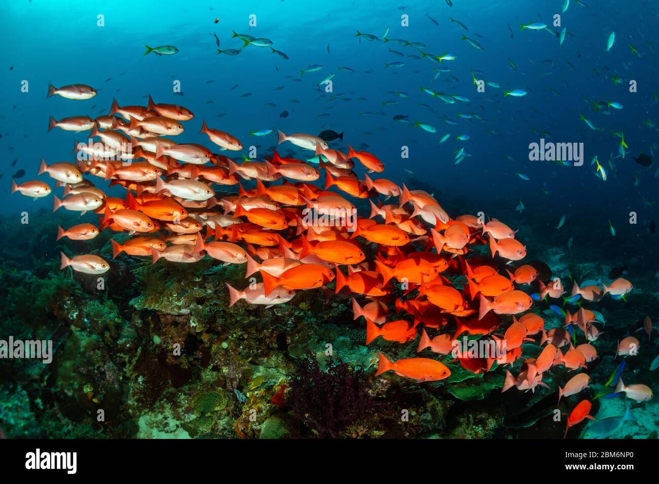 Pinjalo pinjalo tropical diving underwater photography hi-res stock ...