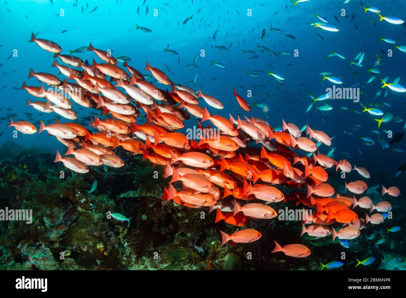 Pinjalo pinjalo tropical diving underwater photography hi-res stock ...