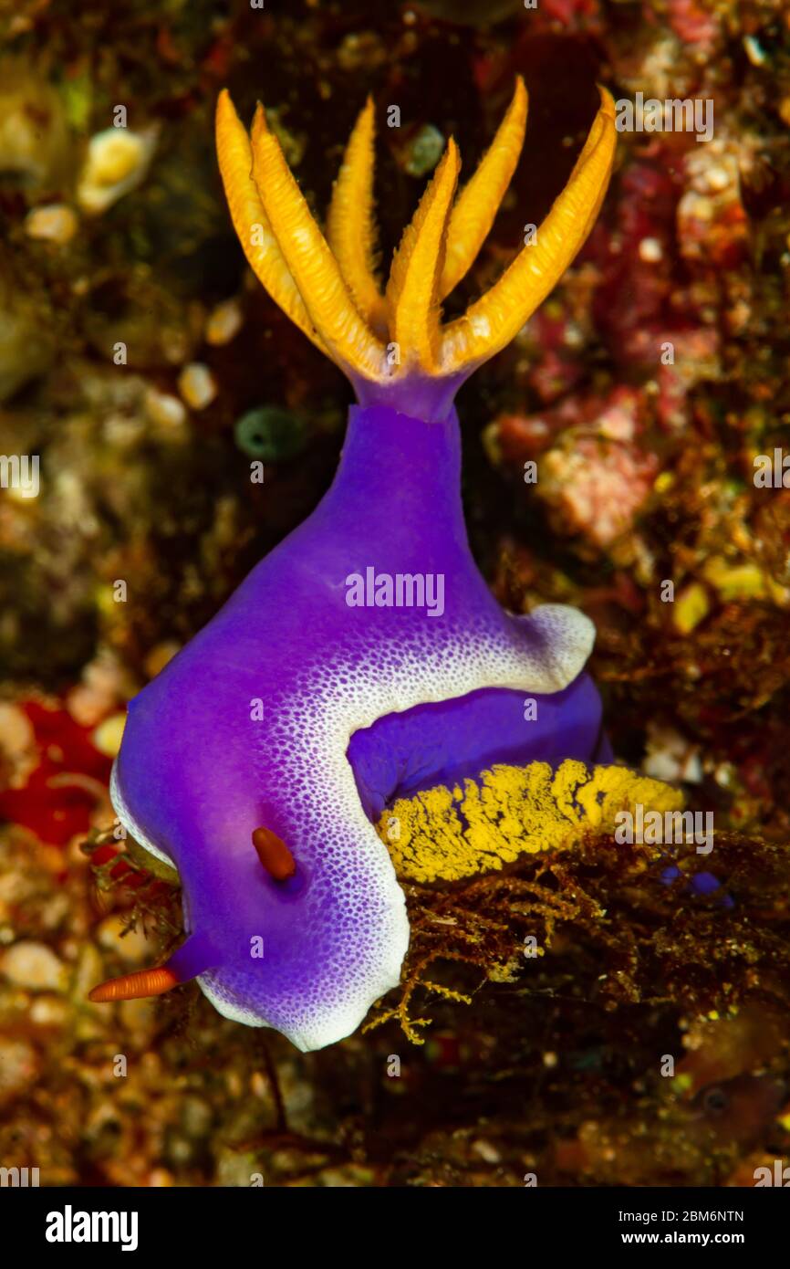 Sea Slug High Resolution Stock Photography and Images - Alamy